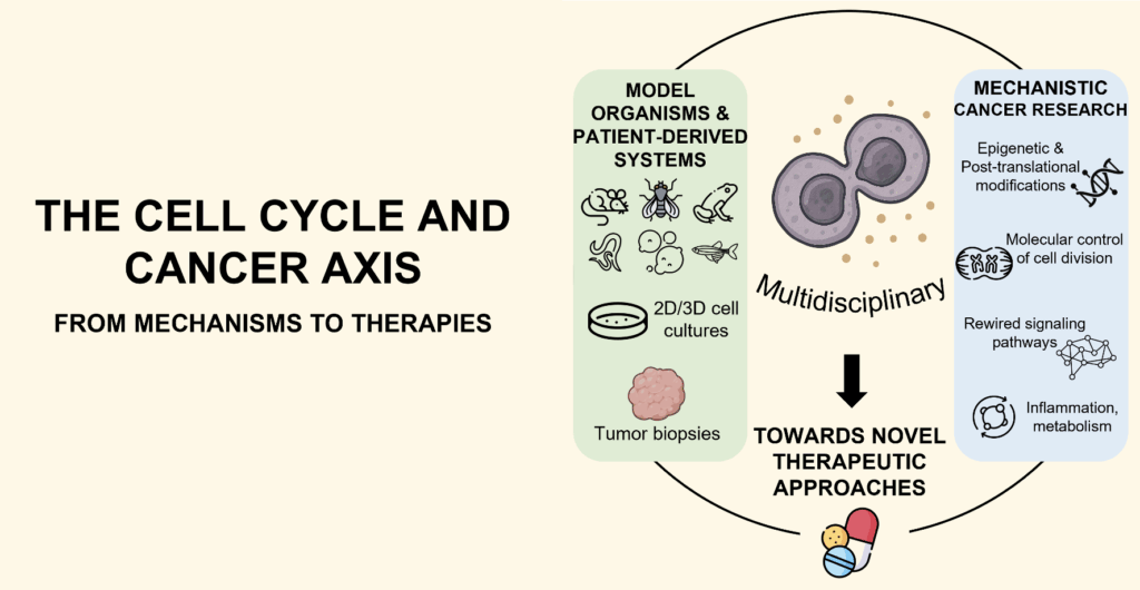 Cell Cycle and Cancer - Biolum